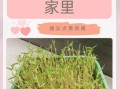 发绿豆芽最简单的方法_绿豆芽怎么发最快