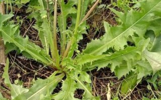 蒲公英图片大全大图_蒲公英高清植物图鉴