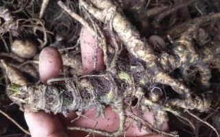 土三七的功效与作用_土三七和三七有什么区别