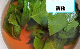 紫苏叶泡水喝对妇科病有没有疗效_紫苏叶水能调理妇科炎症吗