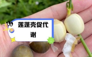 莲蓬子怎么吃_莲蓬子的功效与作用