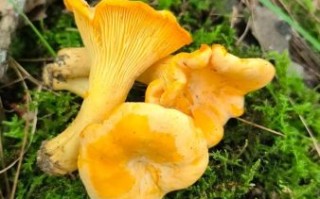 黄丝菌的功效与作用_黄丝菌怎么吃最好