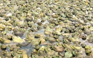 牛蛙养殖国家最新政策_2024年还能养吗