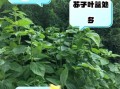 苏子叶的功效与作用及禁忌_孕妇能吃吗