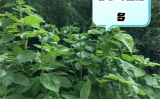 苏子叶的功效与作用及禁忌_孕妇能吃吗