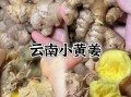 小黄姜的功效与作用_小黄姜的禁忌人群有哪些