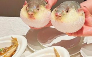 河豚的做法有几种_河豚怎么处理最安全