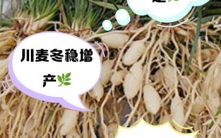 麦冬价格是多少钱一斤_麦冬多少钱一斤最新行情