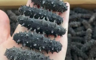 一斤干海参多少头_一斤干海参多少头算好