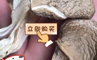 鲍鱼菇干怎么泡发_鲍鱼菇干怎么炒才好吃
