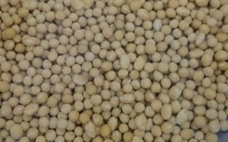 发酵酱豆怎么做_家庭自制酱豆详细步骤