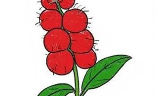 杨梅卡通图片怎么画_杨梅简笔画教程