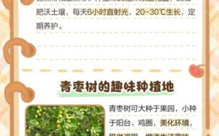 青枣树几年结果_青枣树怎么修剪