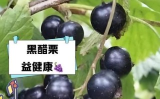 黑醋栗叶的功效与作用_黑醋栗叶怎么泡水喝