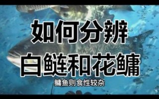 鲢鱼和鳙鱼的区别_鲢鱼鳙鱼哪个更好吃