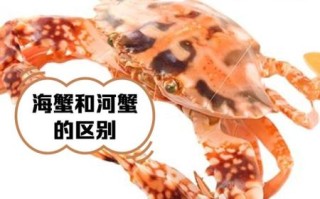海蟹死后多久不能吃_死海蟹多久有毒