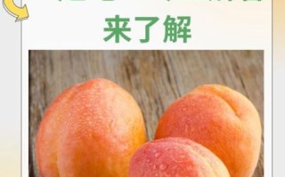 杏子吃多了会怎样_杏子吃多了有什么副作用