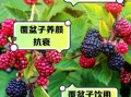 覆盆子跟什么搭配补肾最好_覆盆子补肾最佳配伍