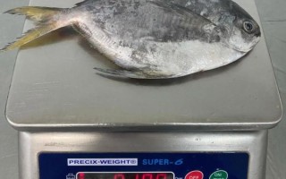 斗鲳鱼和白鲳鱼的区别_哪个更好吃