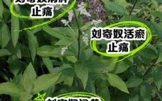 刘寄奴是什么药_刘寄奴的功效与作用