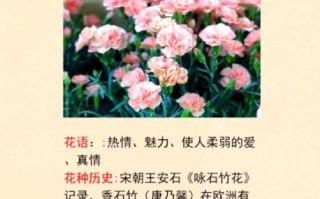 康乃馨花语是什么_康乃馨图片大全高清
