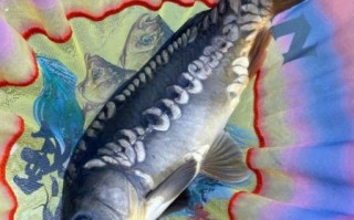 三道鳞多少钱一斤_2024最新价格