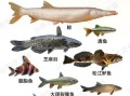 鱼的图片大全_常见淡水鱼种类有哪些