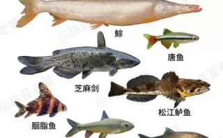 鱼的图片大全_常见淡水鱼种类有哪些