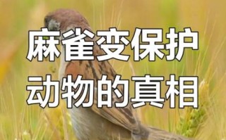 麻雀是保护动物吗_麻雀几级保护动物