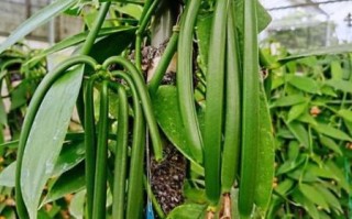 香草冰激凌的香草是什么植物_为什么叫香草