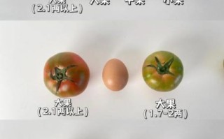 西红柿怎么挑选_西红柿图片怎么看熟不熟