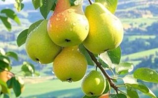 雪梨图片大全_高清壁纸怎么找 雪梨图片大全_高清壁纸怎么找