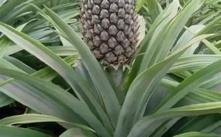 菠萝树图片大全大图_菠萝树长什么样