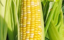 水果玉米图片高清_水果玉米怎么保存