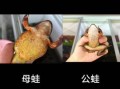 哈士蟆是什么_哈士蟆怎么分辨真假