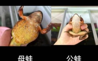 哈士蟆是什么_哈士蟆怎么分辨真假