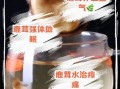 鹿茸片怎么泡水_鹿茸片泡水一次放多少