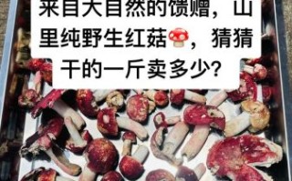 野生红菇干多少钱一斤_野生红菇干为什么这么贵