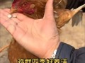 土鸡养殖技术_土鸡常见疾病预防