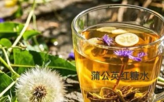 蒲公英泡水喝有什么功效_蒲公英泡水喝的8种搭配