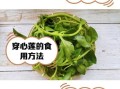 穿心莲蔬菜的功效与作用_穿心莲蔬菜怎么做好吃