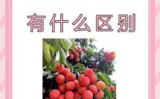 荔枝和龙眼哪个营养价值高_对比分析