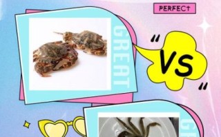 石头蟹怎么挑选_石头蟹和梭子蟹区别