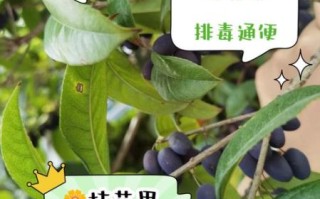 桂花果的功效与作用_桂花果怎么吃最好