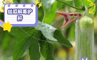 丝瓜的药用价值有哪些_丝瓜能治什么病