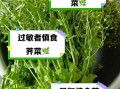 什么人不能吃荠菜_荠菜禁忌人群有哪些
