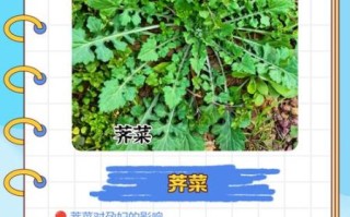 怀孕不能吃什么菜_孕妇最忌讳的三种蔬菜