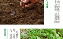 雪里蕻什么时候种最好_雪里蕻最佳播种时间