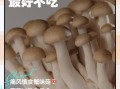 海鲜菇不能和什么一起吃_海鲜菇搭配禁忌