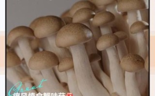 海鲜菇不能和什么一起吃_海鲜菇搭配禁忌